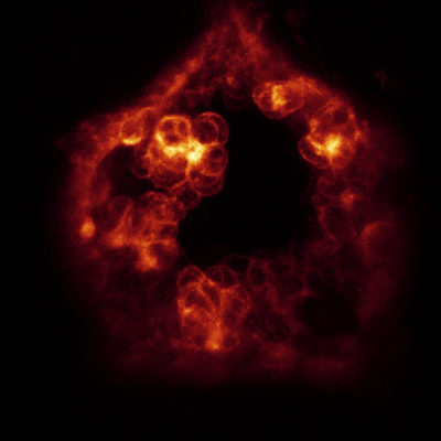 Robin group - Hubrecht Institute