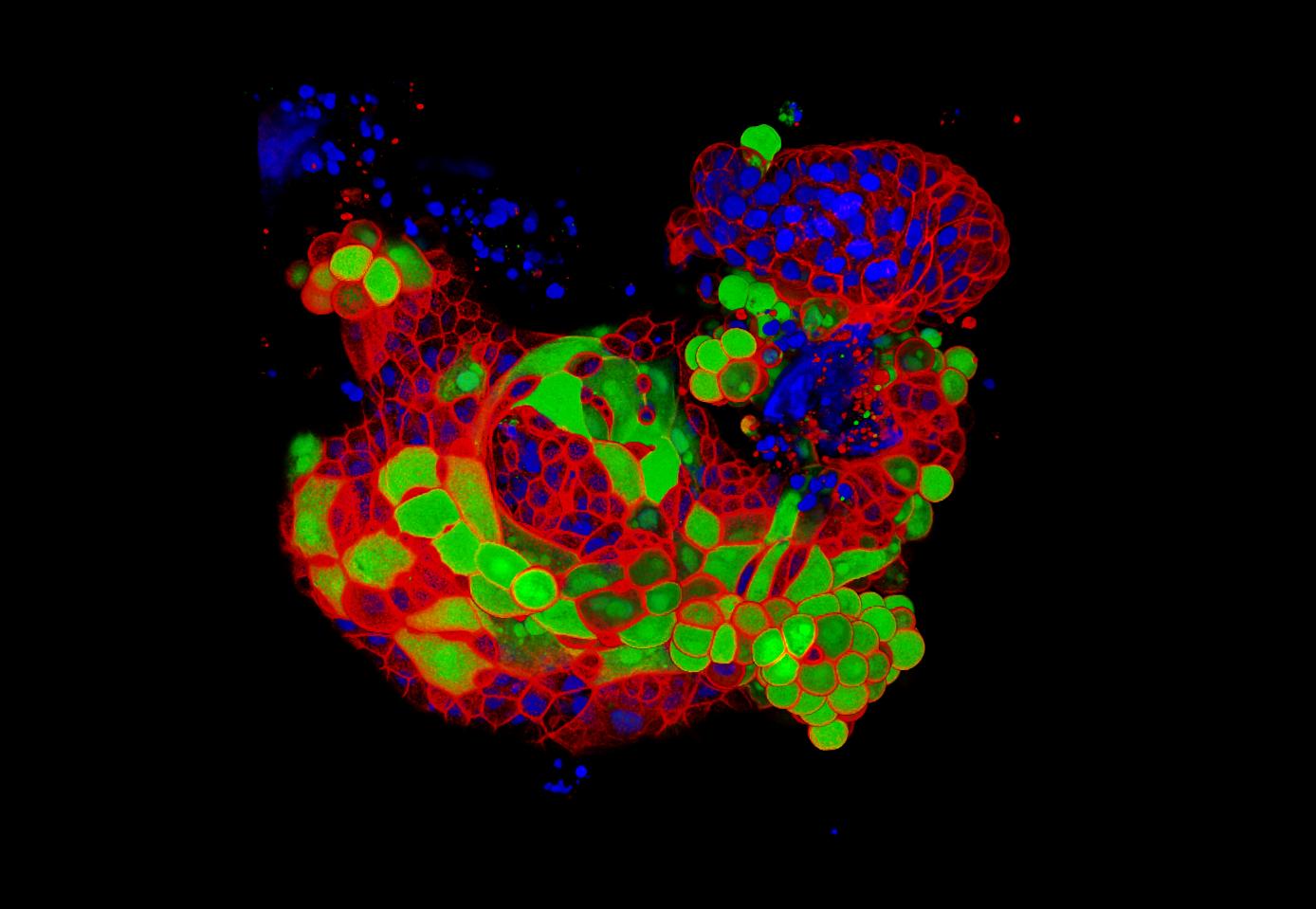 Organoid groep: Organoïden uit volwassen stamcellen - Hubrecht Institute