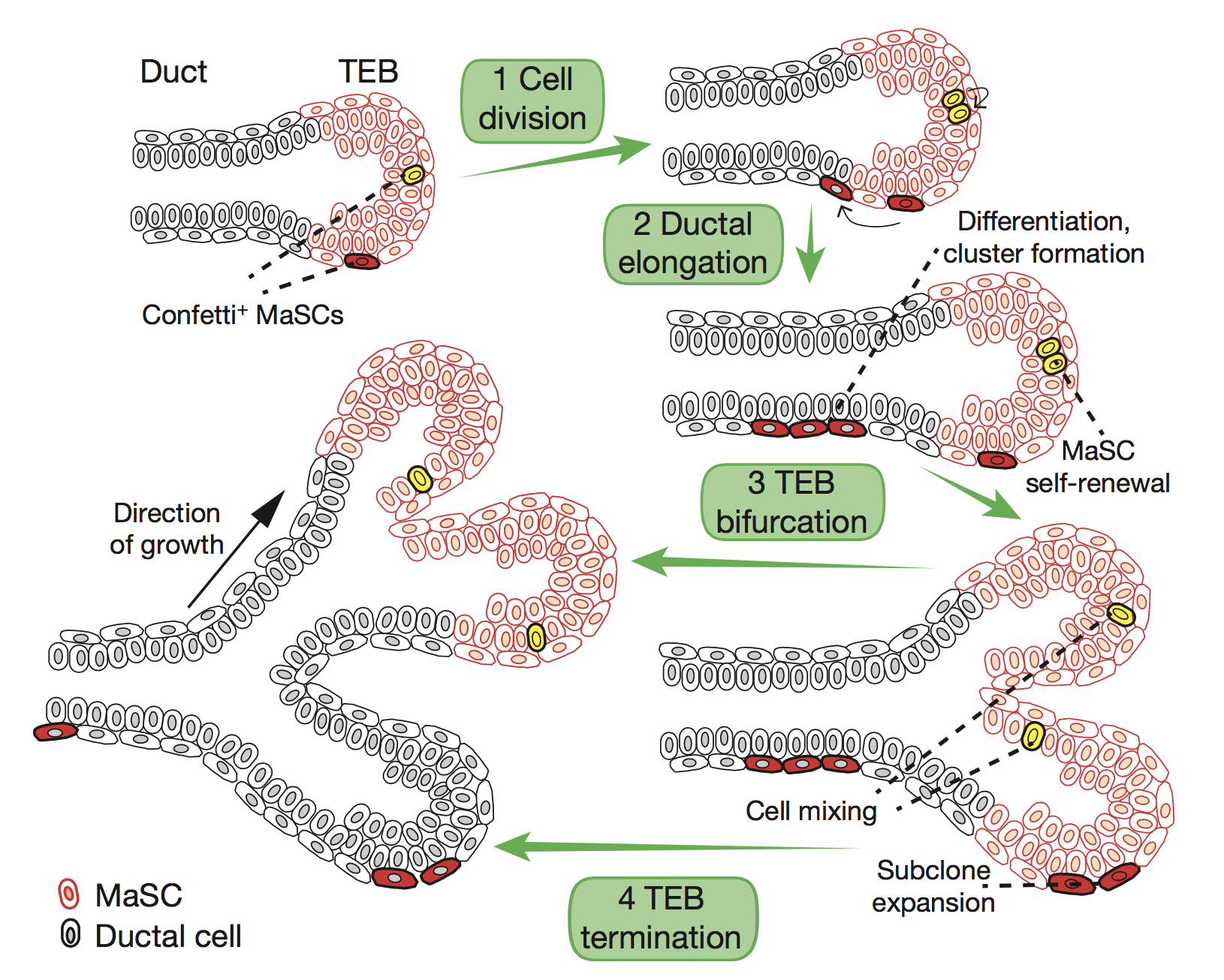 First look at stem cells shaping healthy breast tissue - Hubrecht Institute