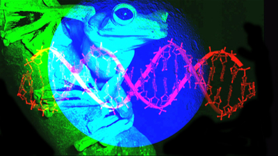 Frog Dna
