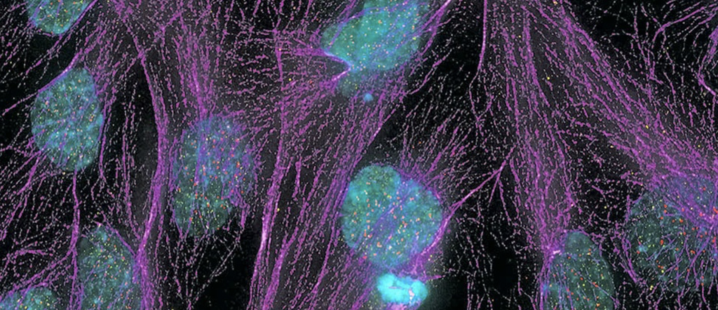 Kops group in Nature Genetics - Hubrecht Institute