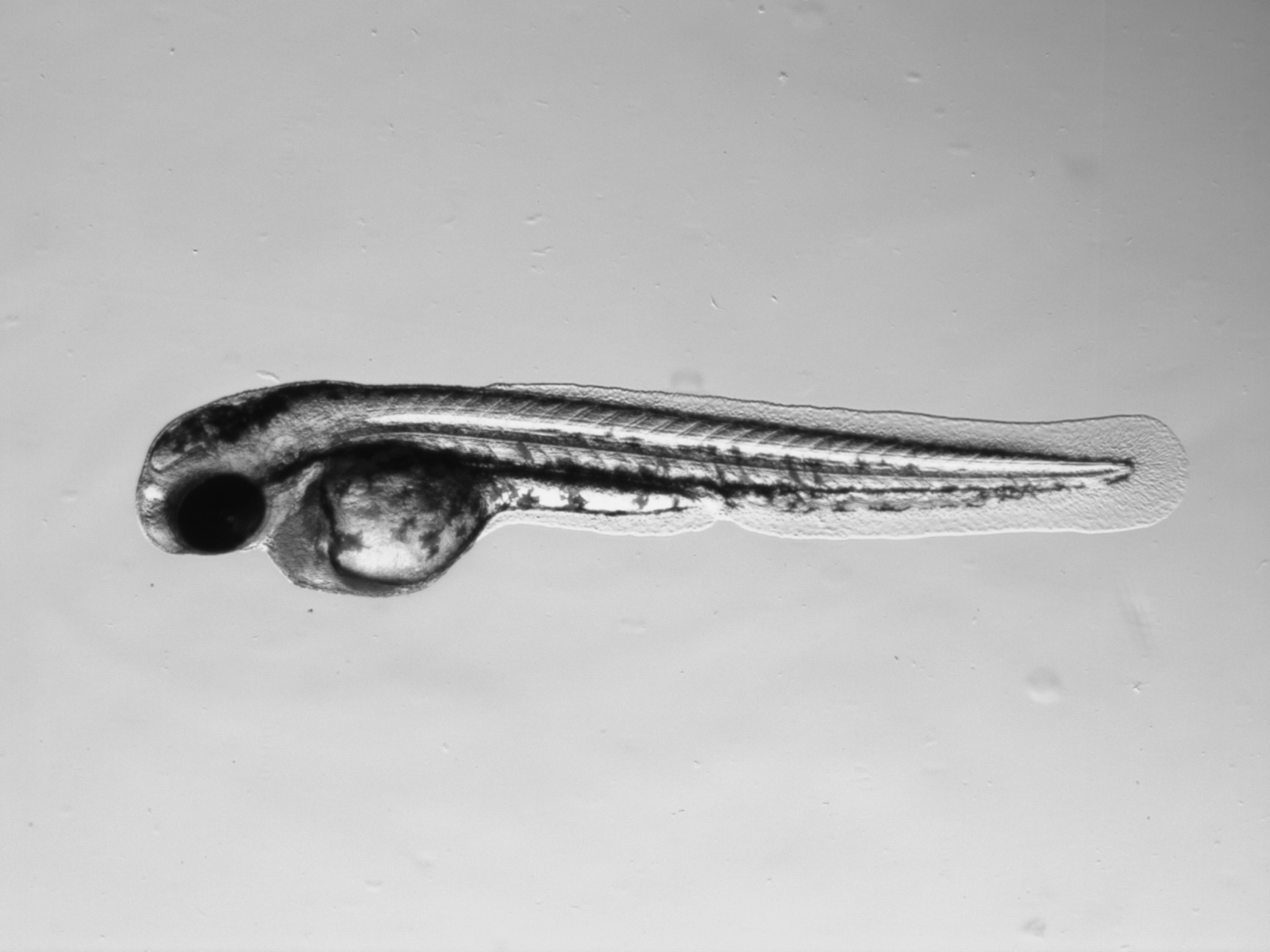 Zebrafish Embryo Drawing