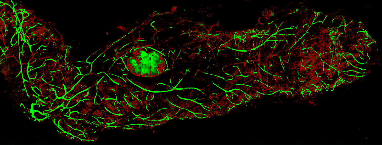 Computer model predicts organ development - Hubrecht Institute