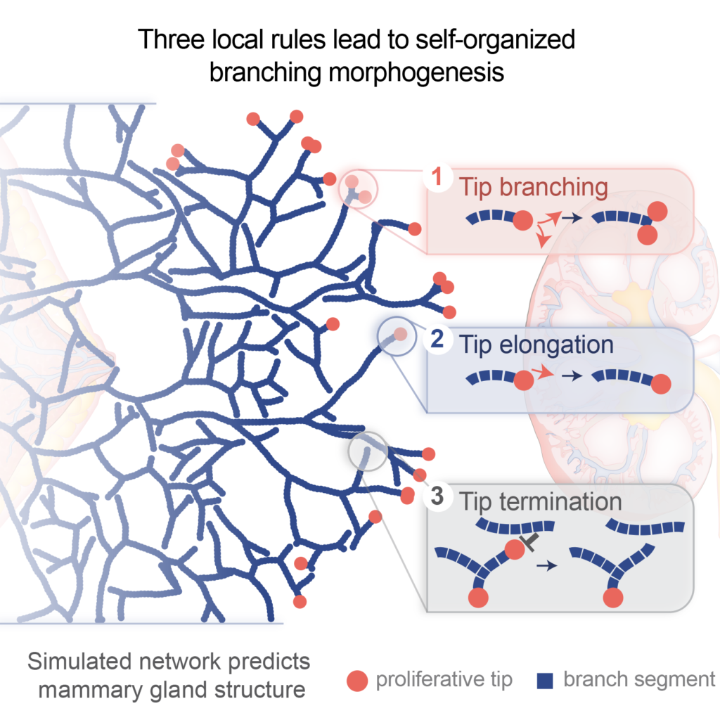 Computer model predicts organ development - Hubrecht Institute