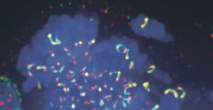 A corona for chromosomes - Hubrecht Institute