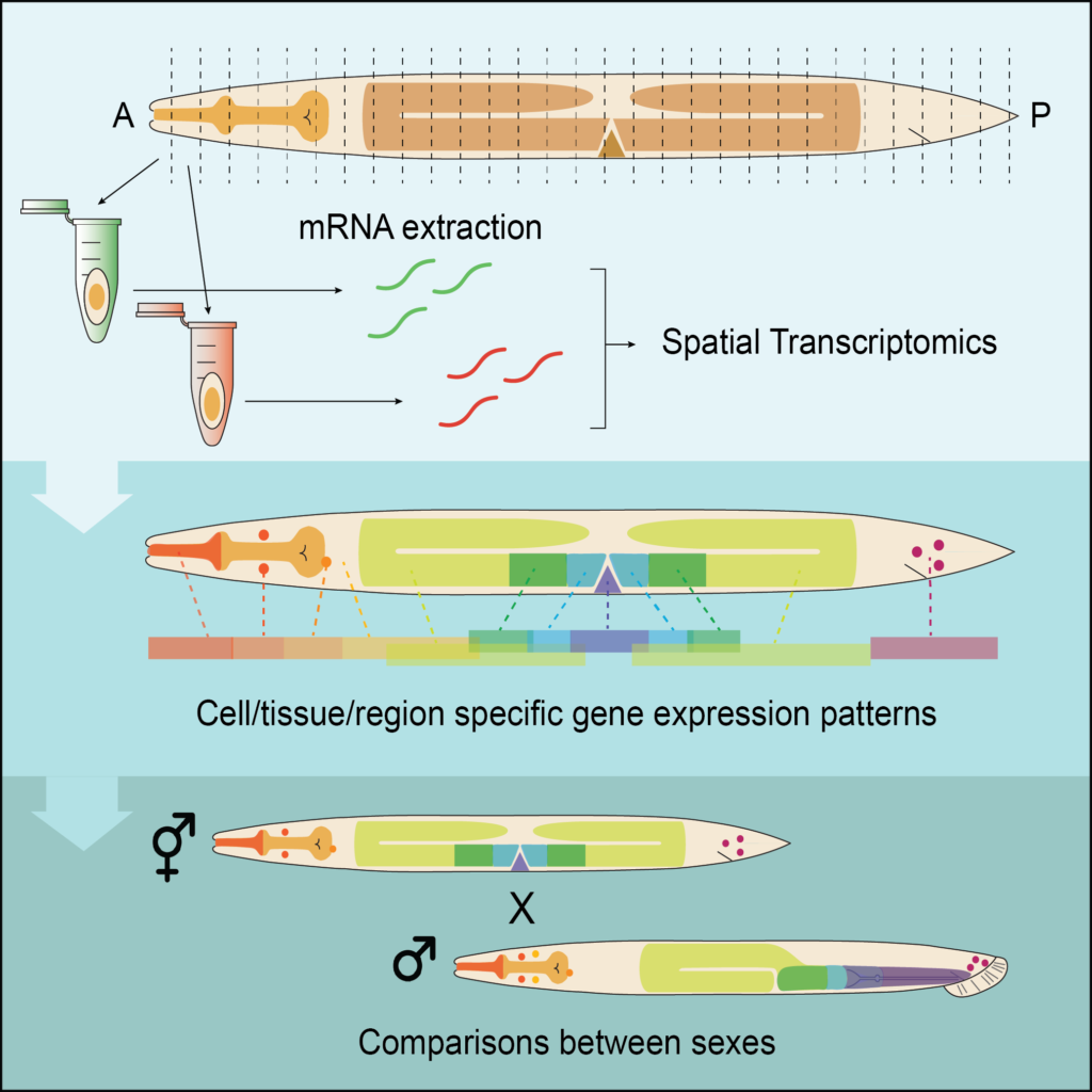 High resolution gene expression maps of Caenorhabditis elegans ...
