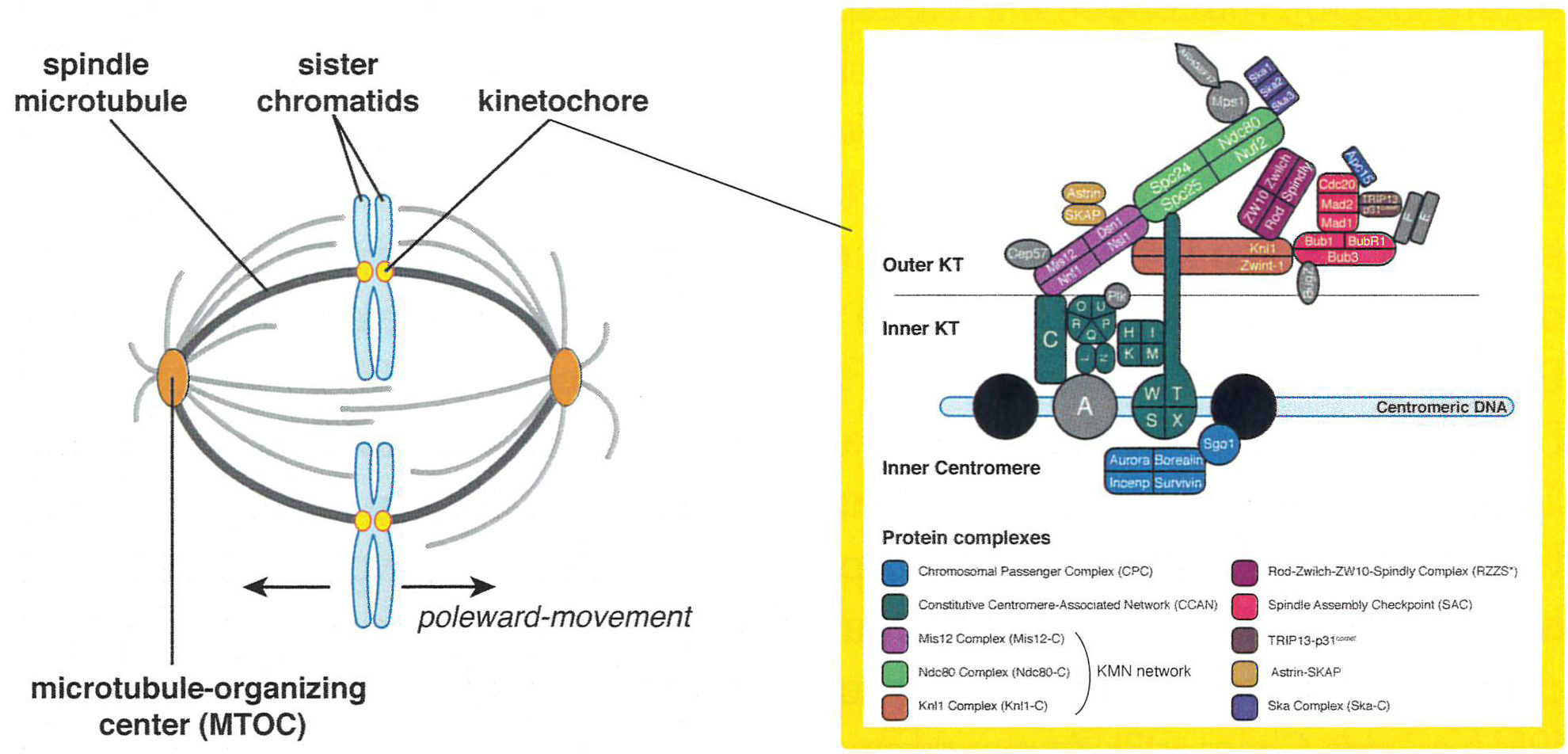 Thesis defense Jolien van Hooff: the evolutionary origin and divergence ...