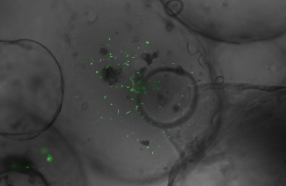 Hans Clevers receives Grand Challenge funding from Cancer Research UK ...