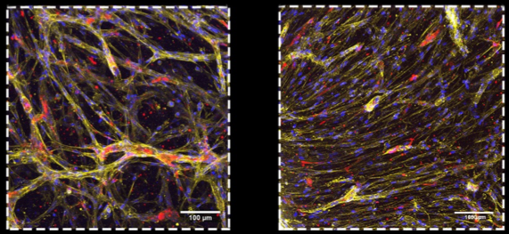 A new model for the human bone marrow niche supports the culture of ...
