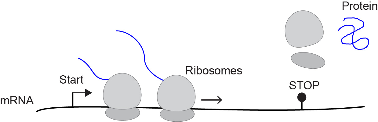 The life and death of a single mRNA molecule - Hubrecht Institute