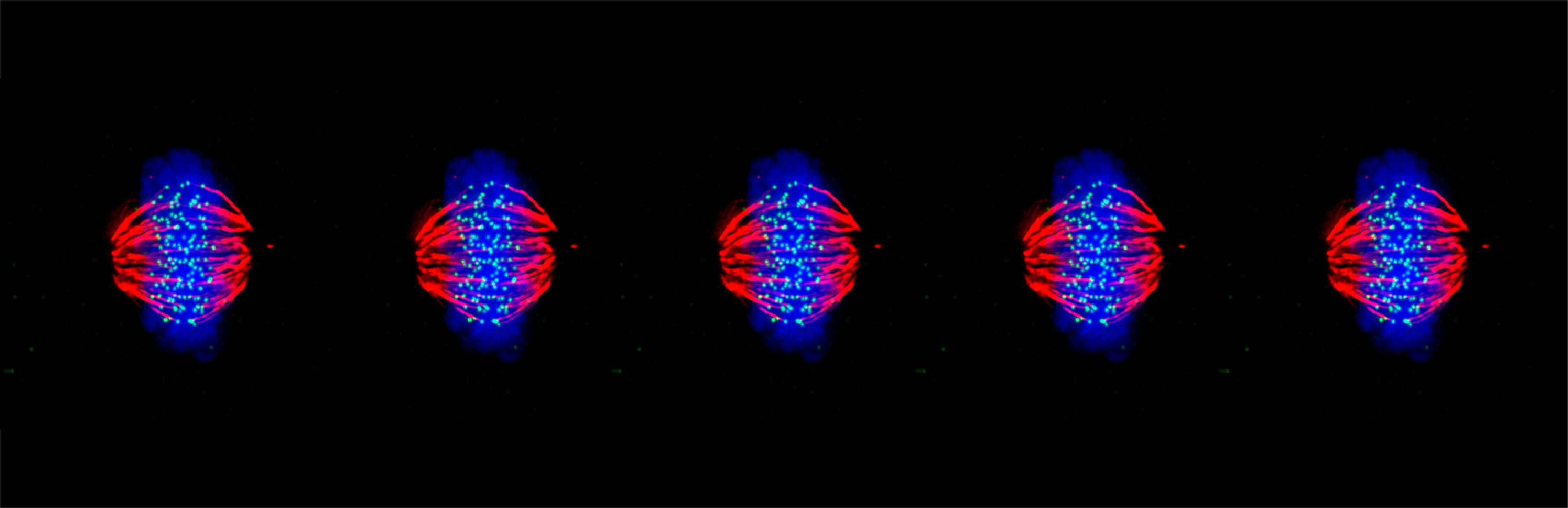 Systeem dat cellen laat delen, is als een mozaïek - Hubrecht Institute