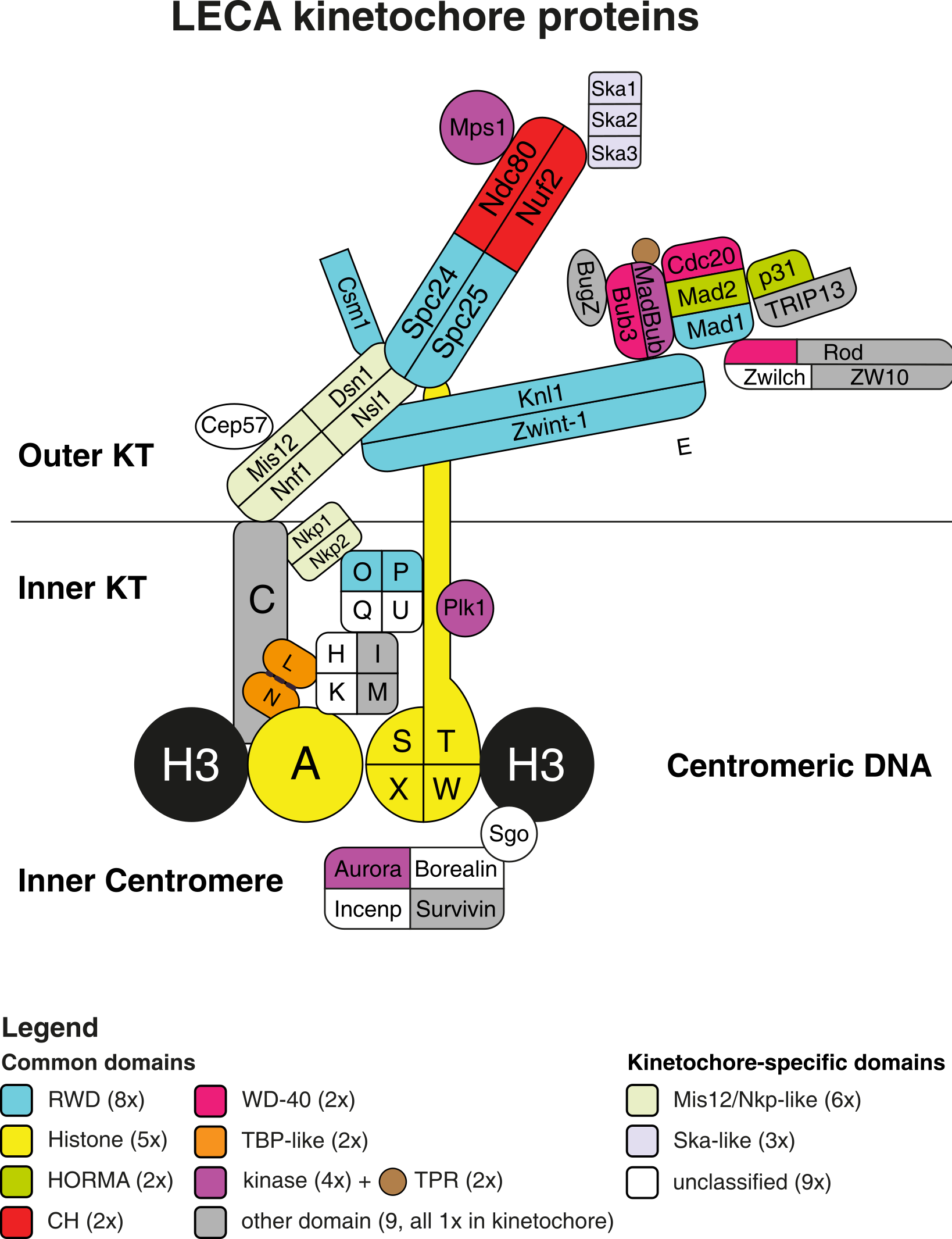 Systeem dat cellen laat delen, is als een mozaïek - Hubrecht Institute