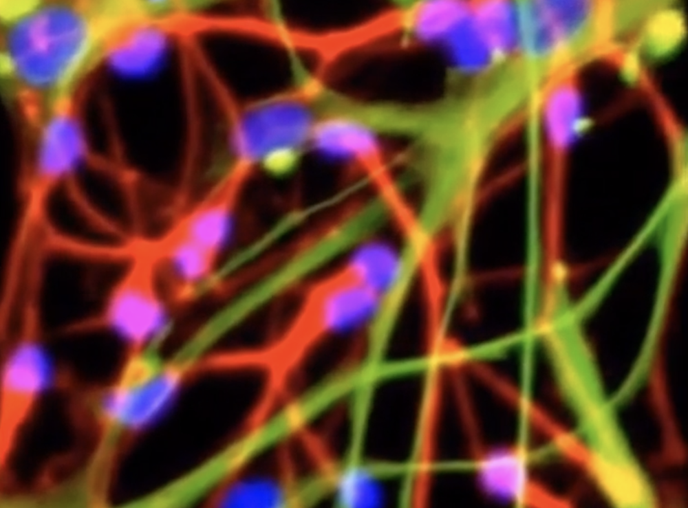 Happy Stem Cell Awareness Day! - Hubrecht Institute