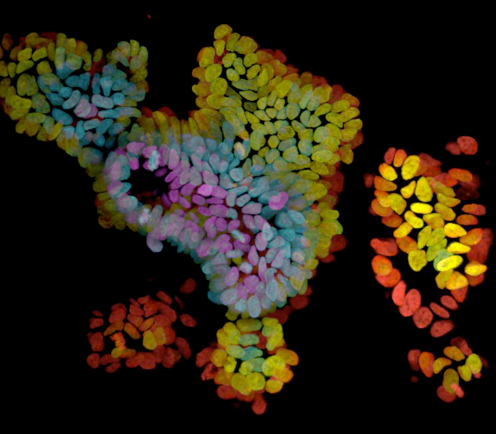 ERC Synergy Grant for Geert Kops - Hubrecht Institute