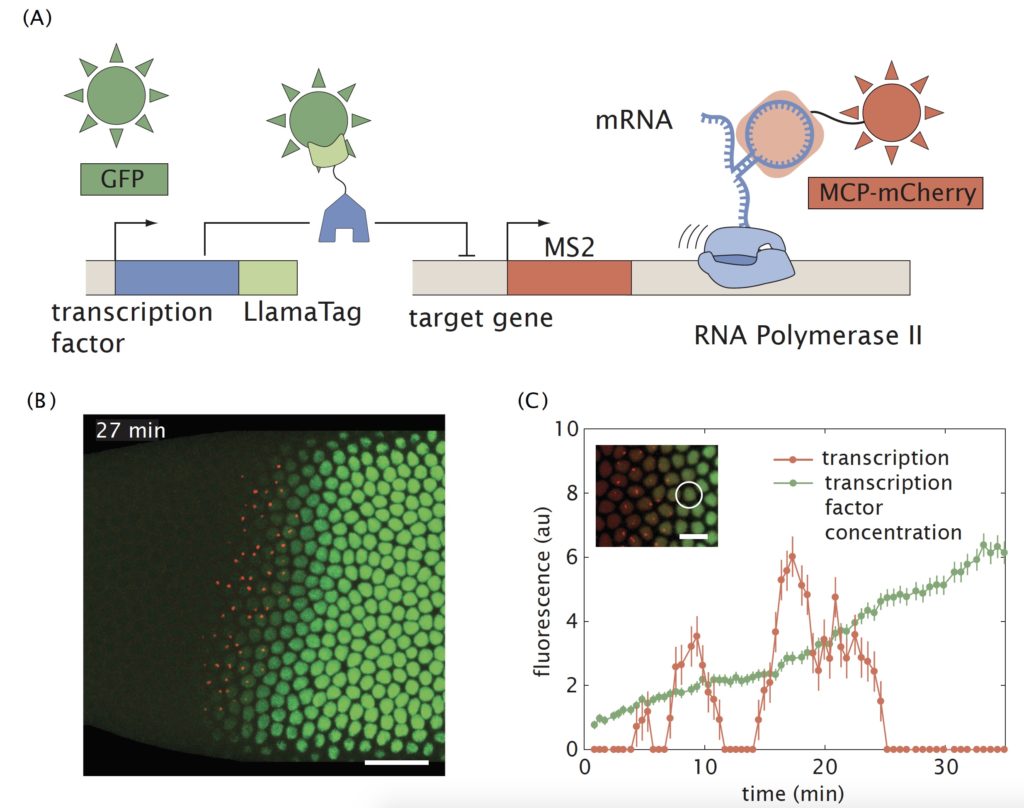 Bothma: Dynamics of transcription - Hubrecht Institute