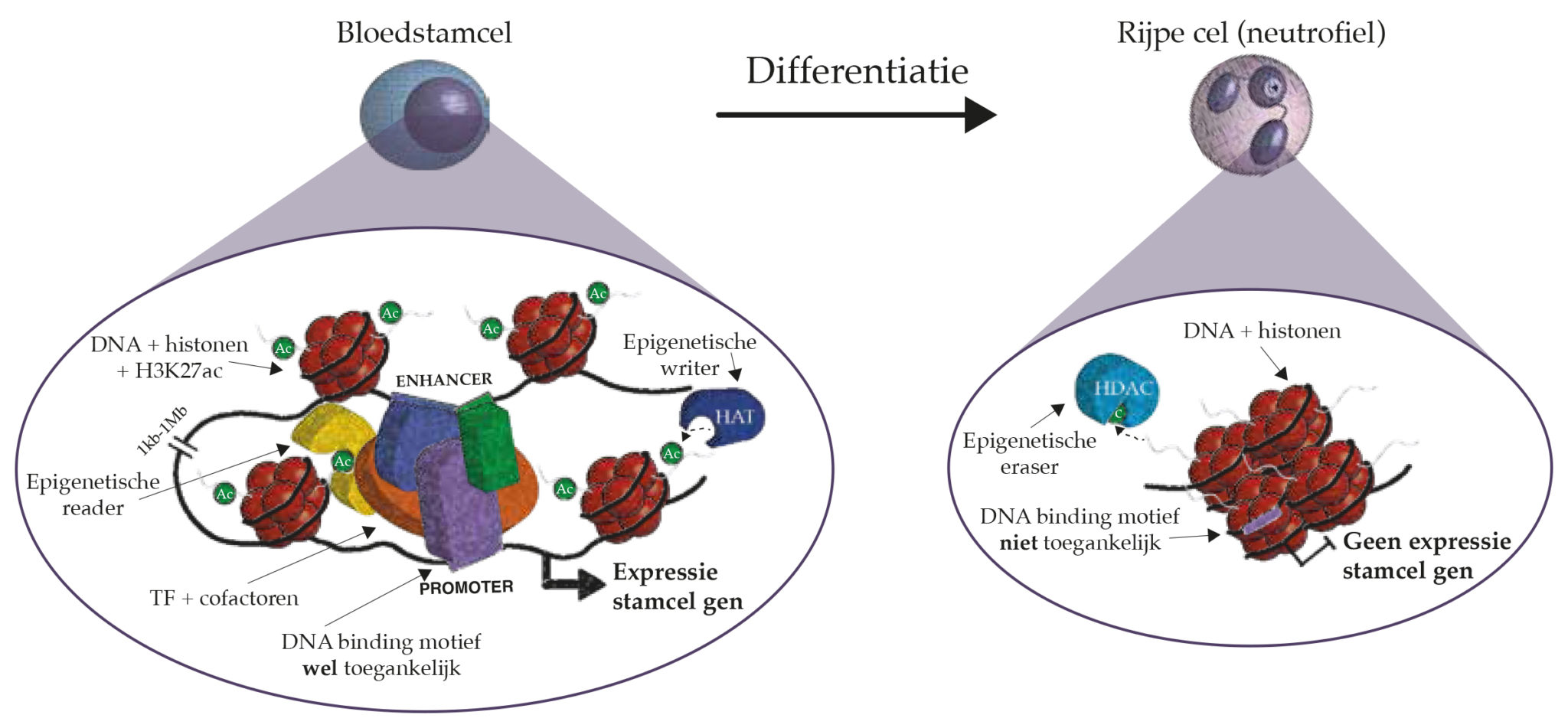 Promotie Caroline Wiggers: Acute myeloïde leukemie tackelen - Hubrecht ...