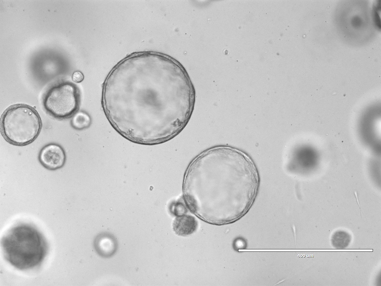 Venom-producing snake organoids developed in the lab - Hubrecht Institute