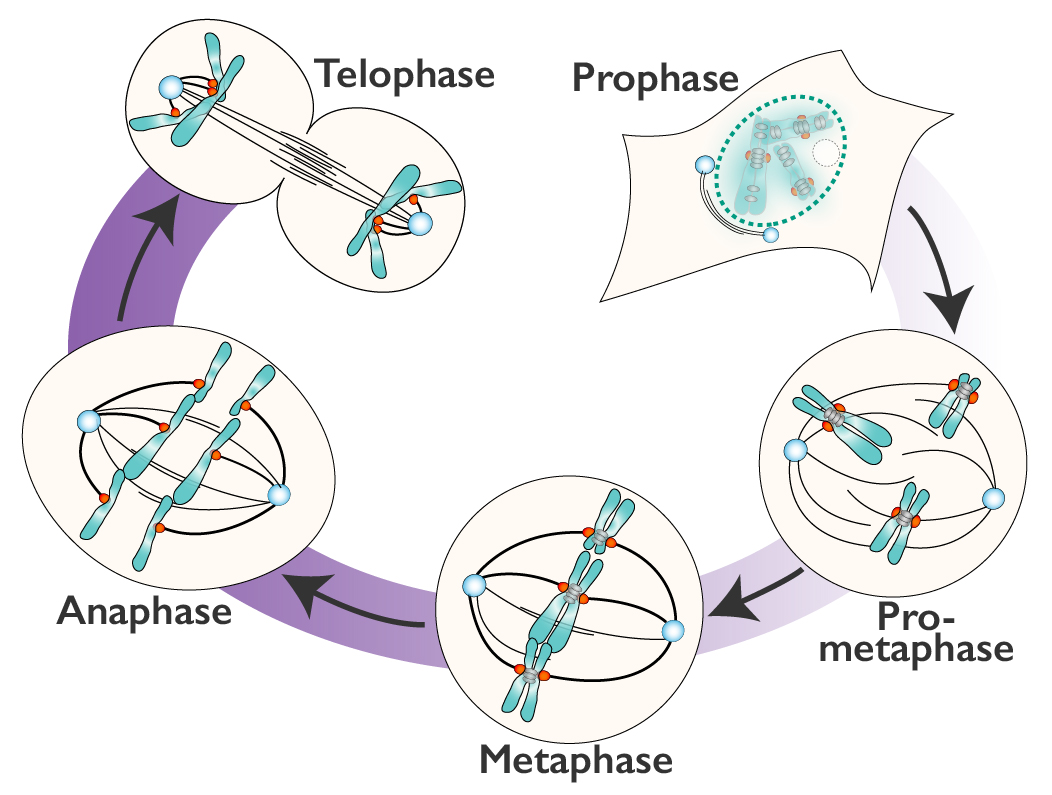 Thesis defense Timo Kuijt: Regulation of spindle assembly checkpoint ...