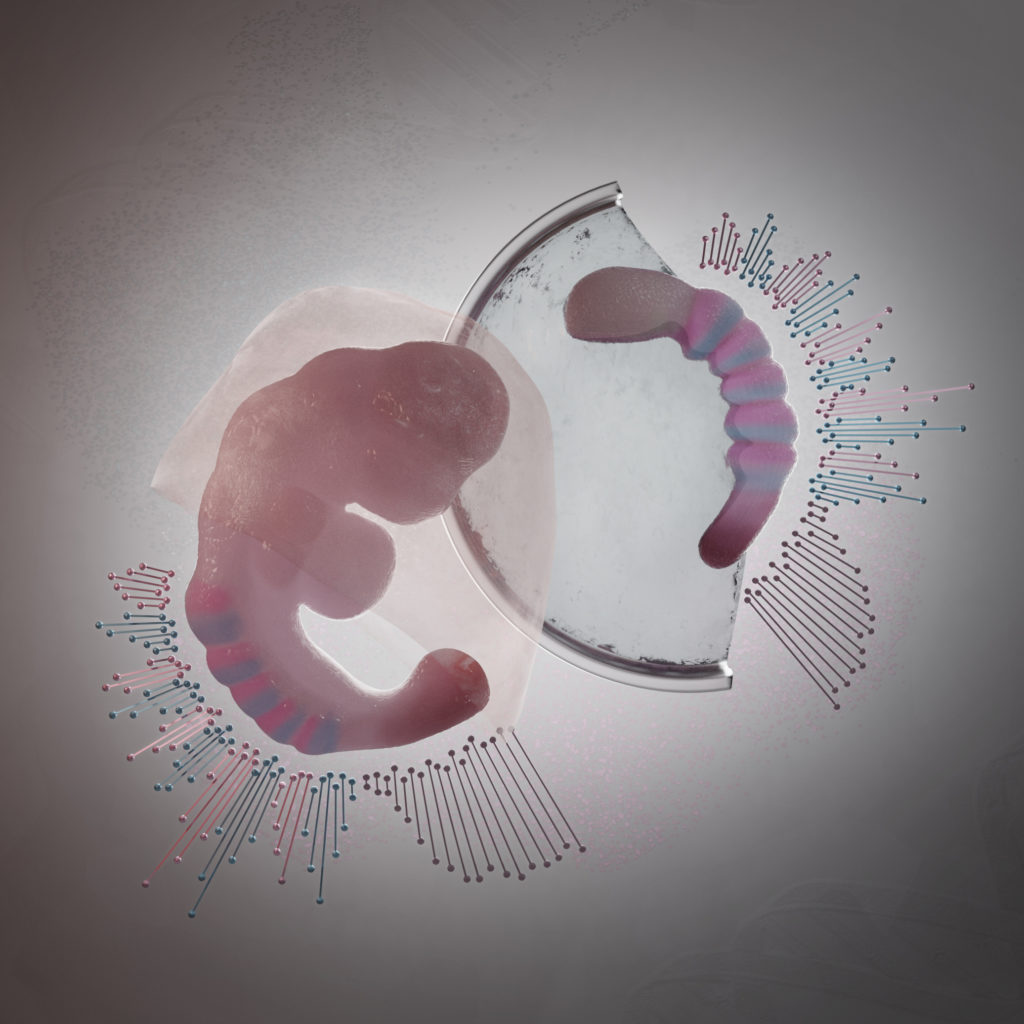 Scientists develop more accurate stem-cell model of early developing ...