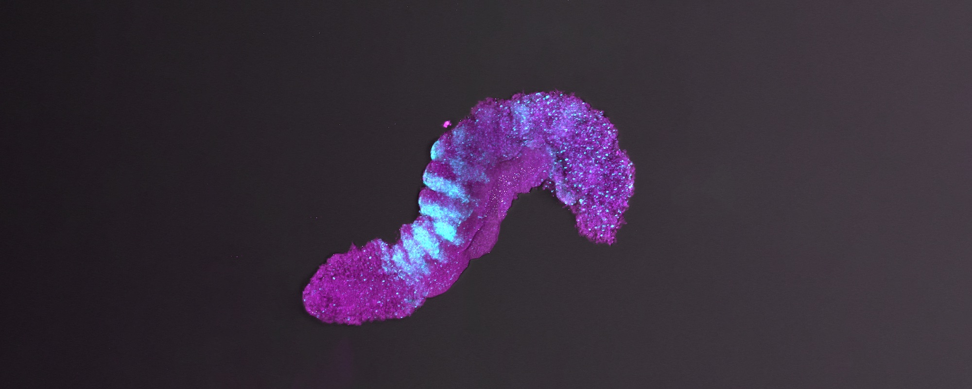 Scientists develop more accurate stem-cell model of early developing ...