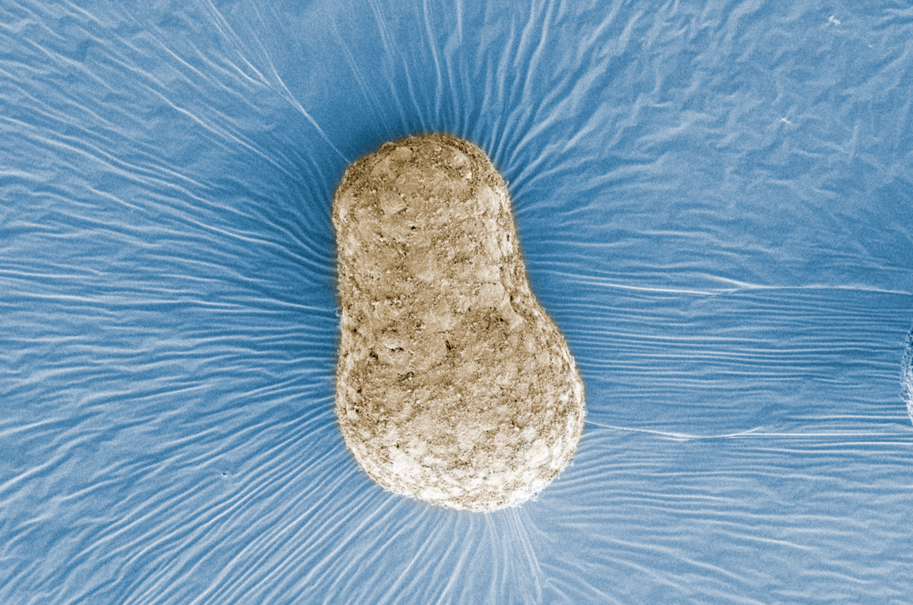 Menselijk embryo-achtig model gemaakt van menselijke stamcellen ...