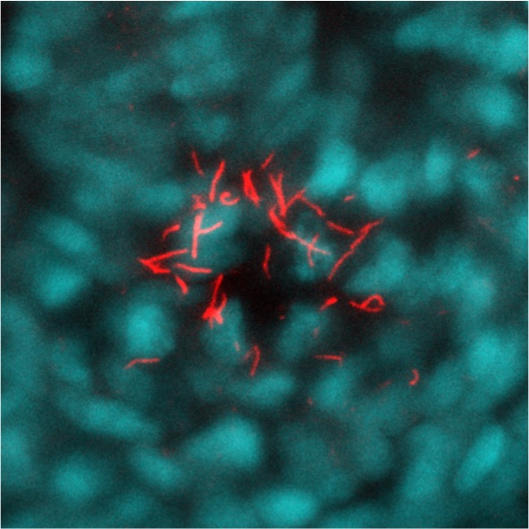 Studying gene function: an instruction manual - Hubrecht Institute