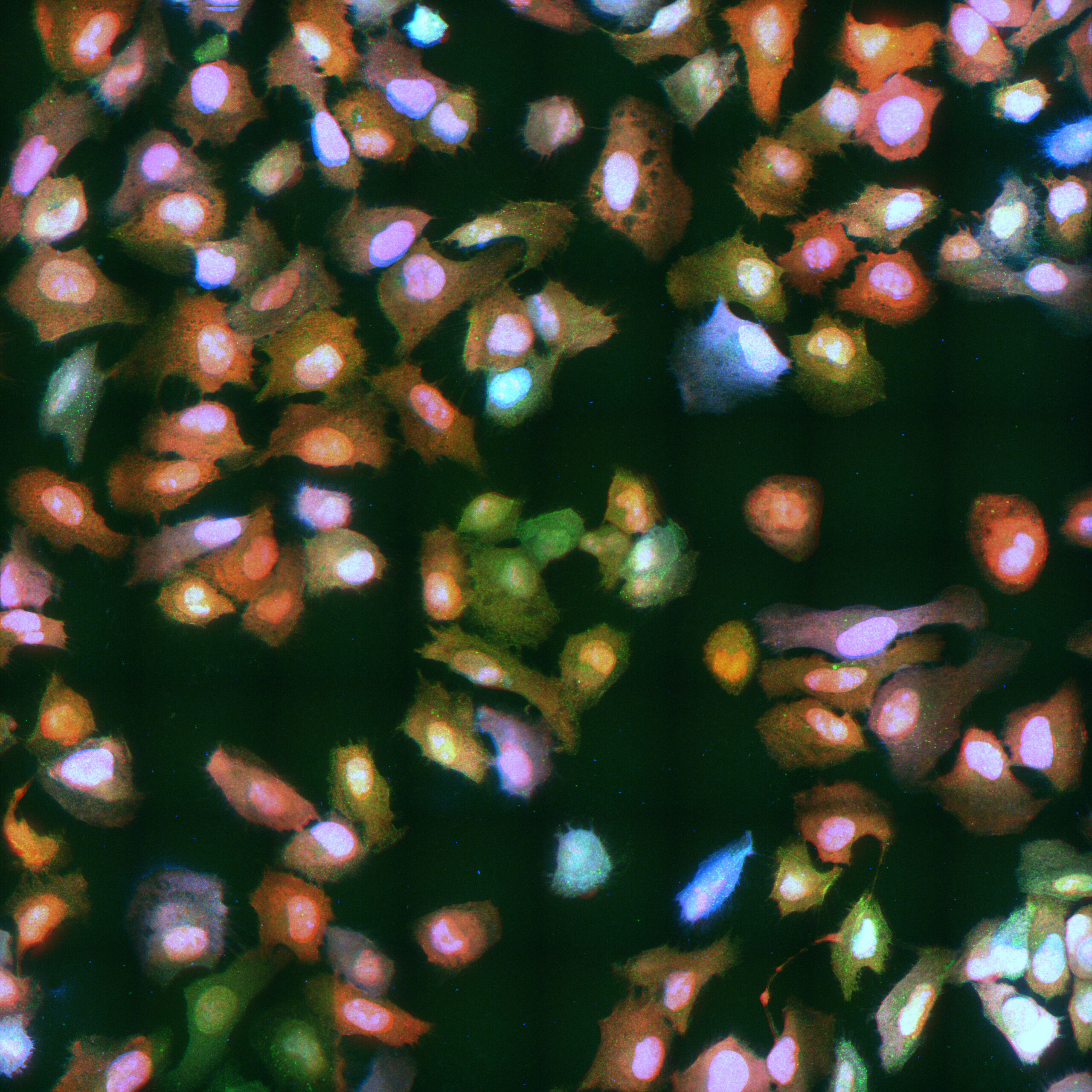 Researchers develop virus livestream to study virus infection