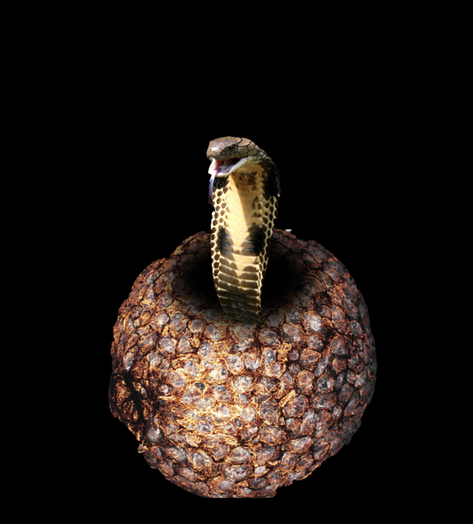 How to develop venom producing snake organoids