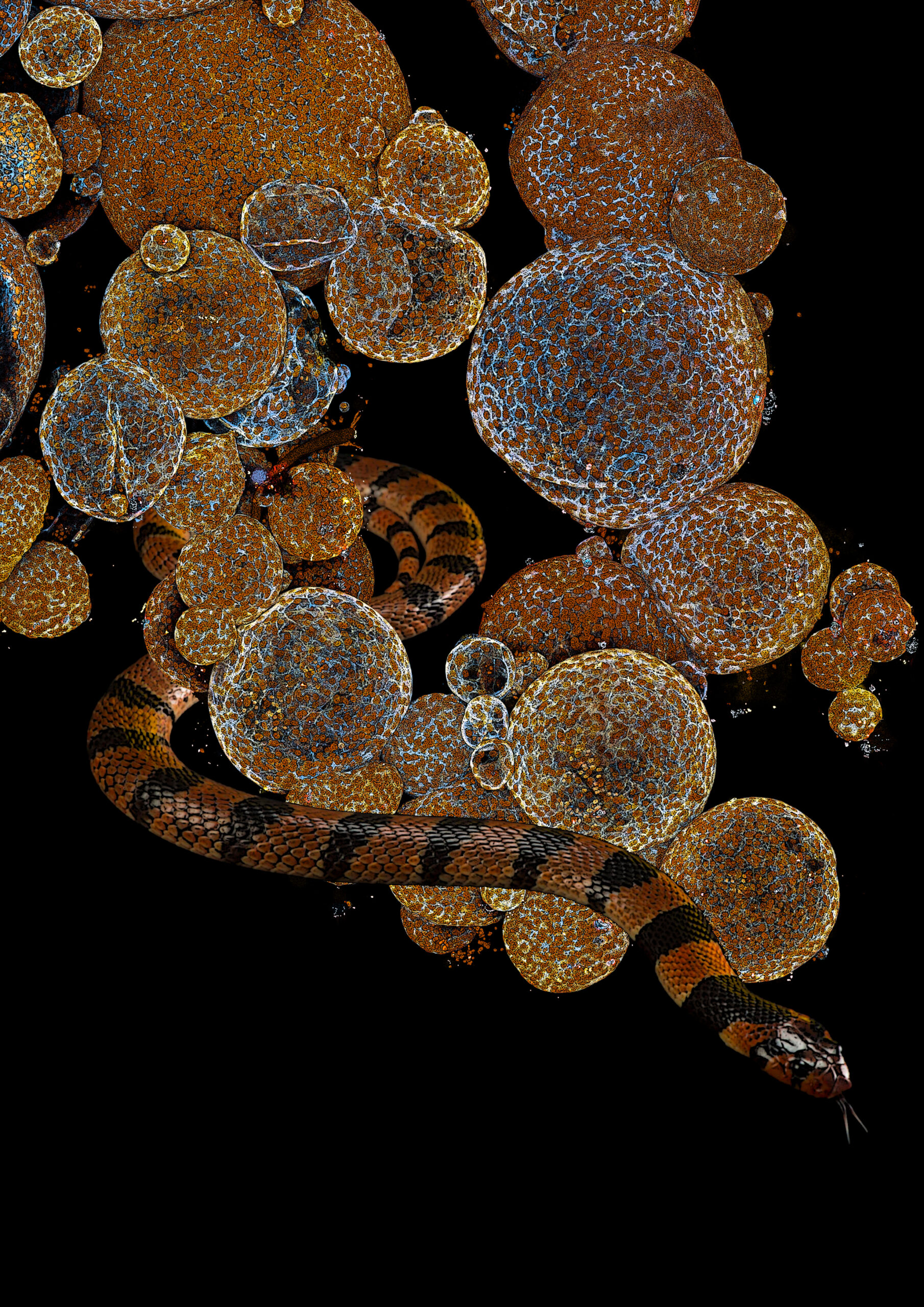 Thesis defense Jens Puschhof: Epithelial biology & organoid differentation