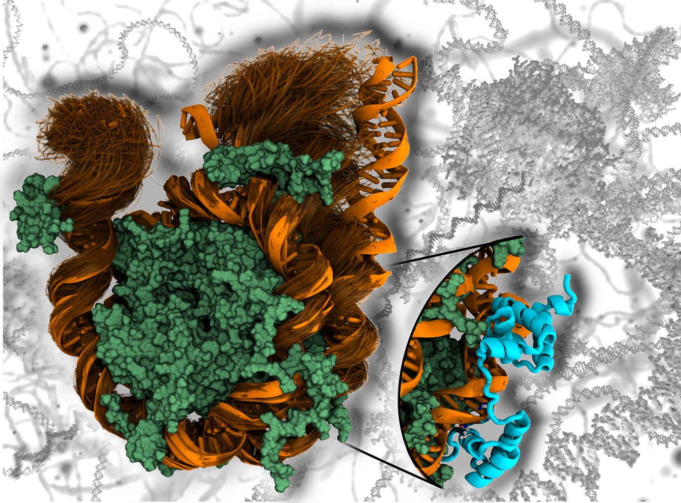 Promotie Jan Huertas: Pioneer Transcription Factor Oct4