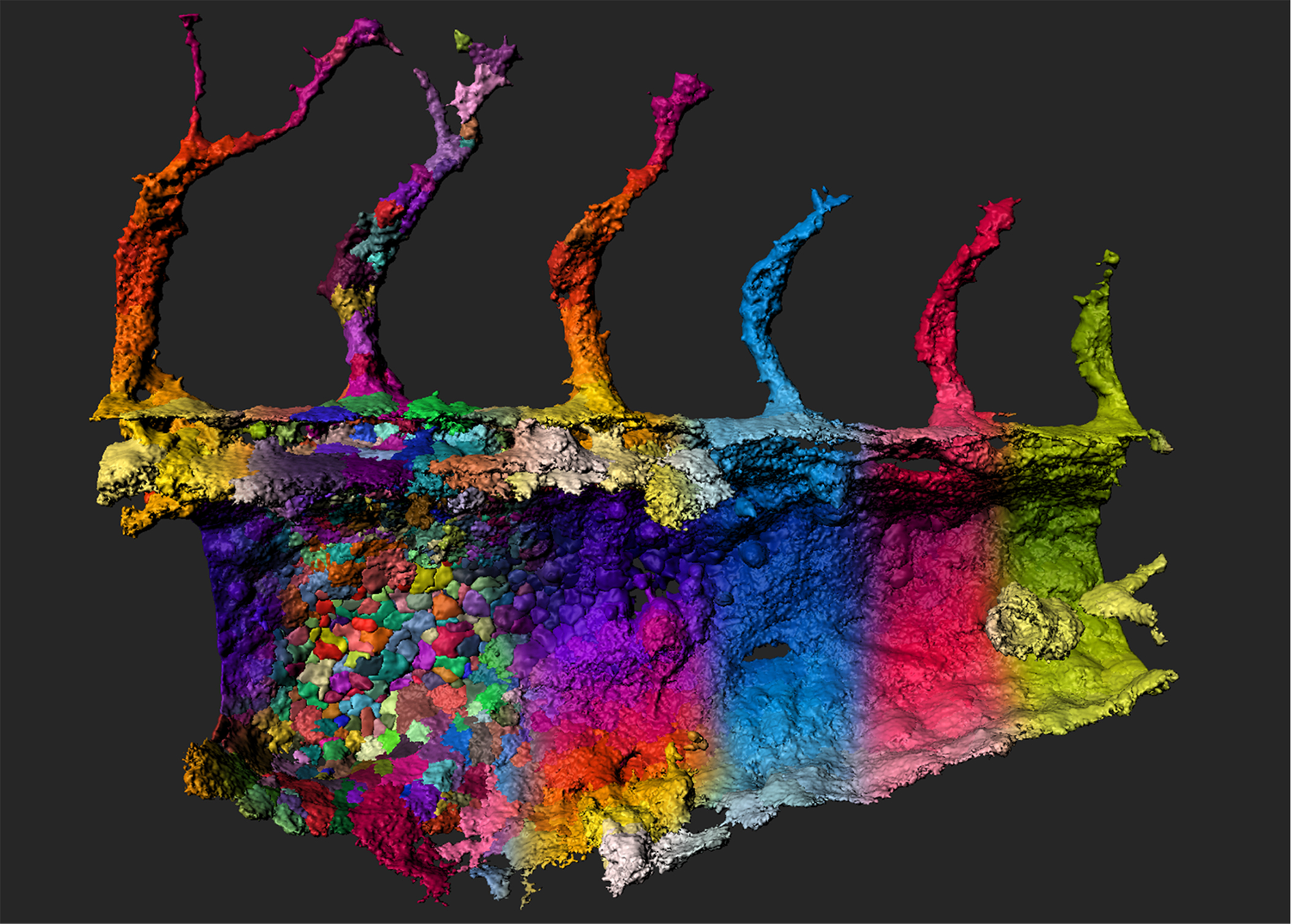 Novel mechanism for the formation of large diameter blood vessels