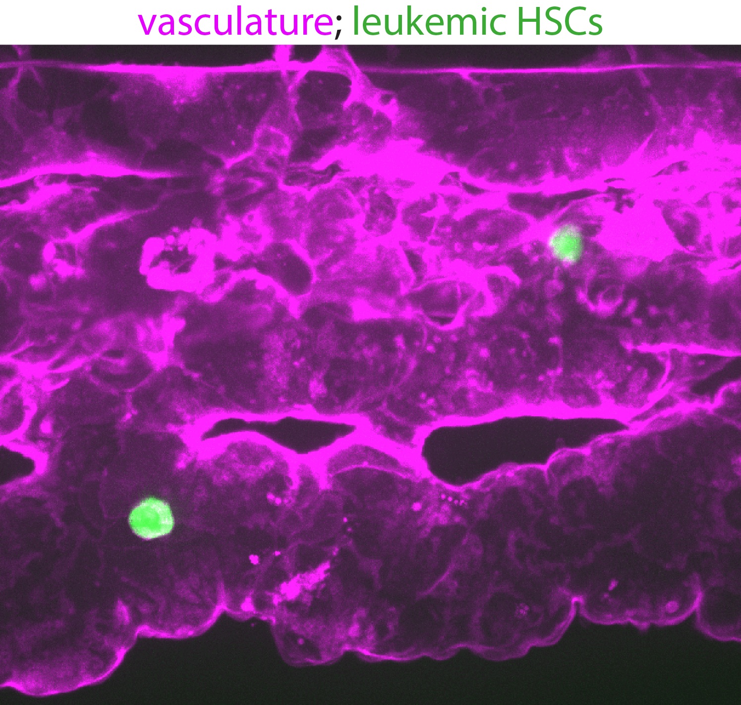 KWF grant for Catherine Robin - Hubrecht Institute