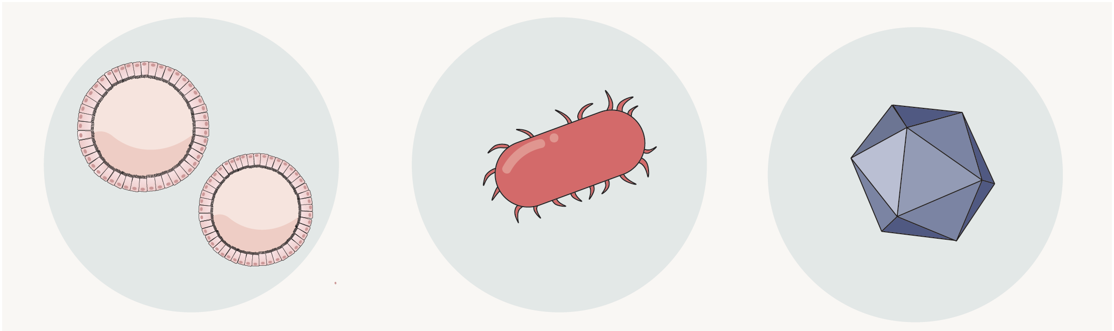 Researchers share co-culture protocols for microbes and organoids