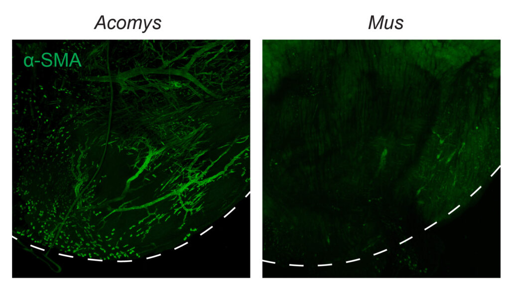 Spiny mouse as a model for heart repair after injury