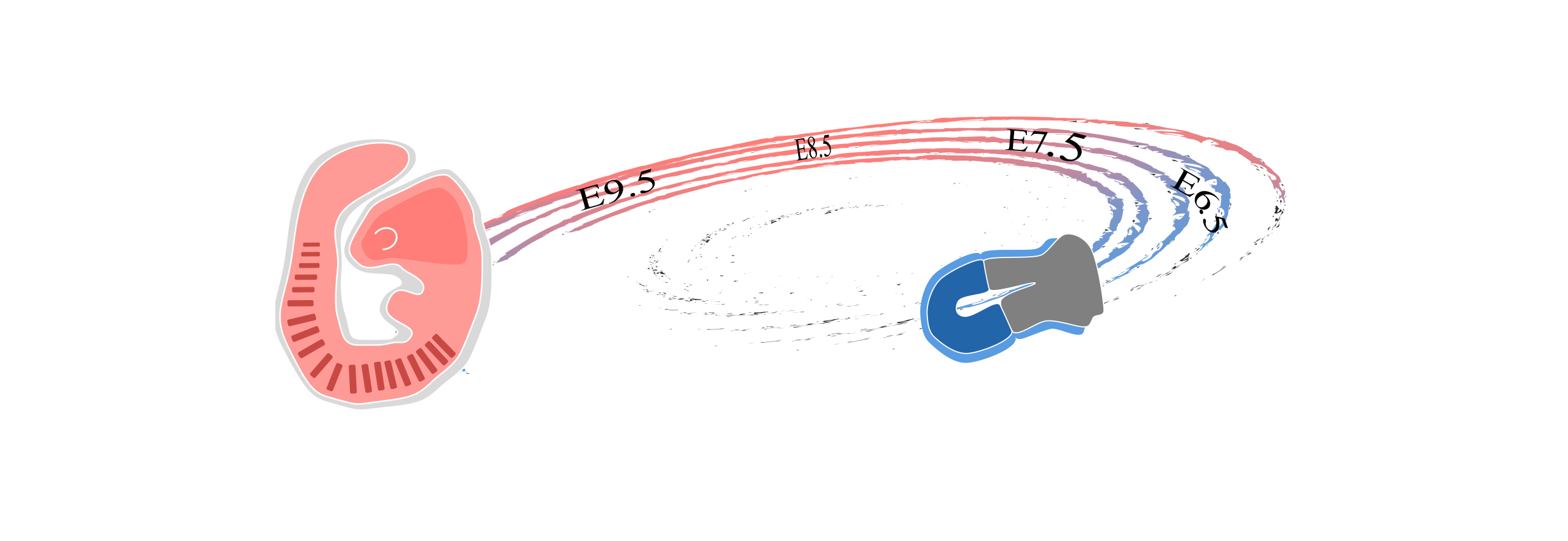 EMBO Postdoctoral Fellowship for Moritz Bauer