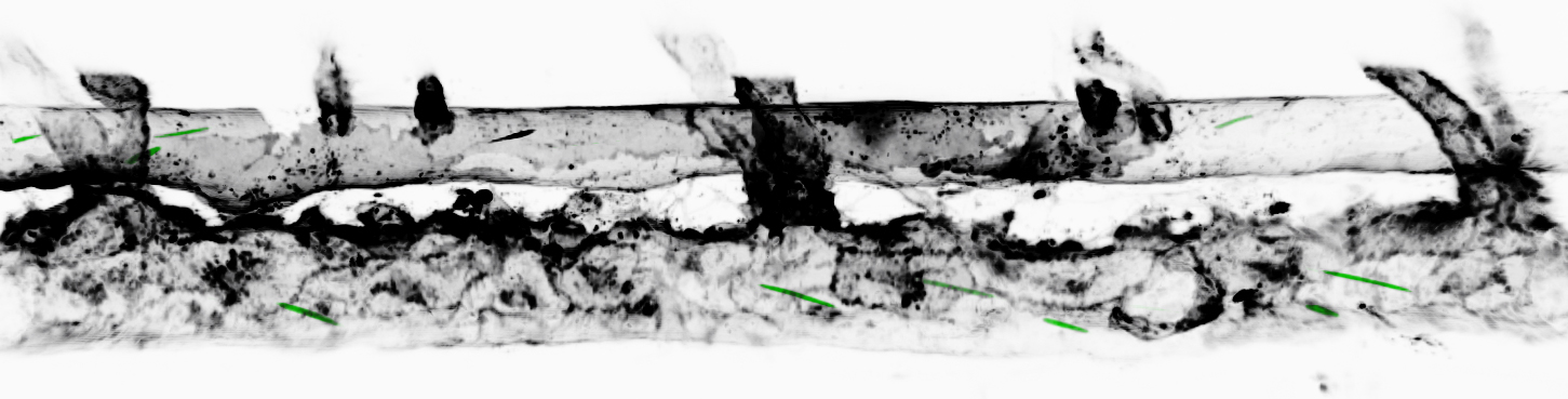 Open Competition Domain Science-M grant from NWO for Catherine Robin