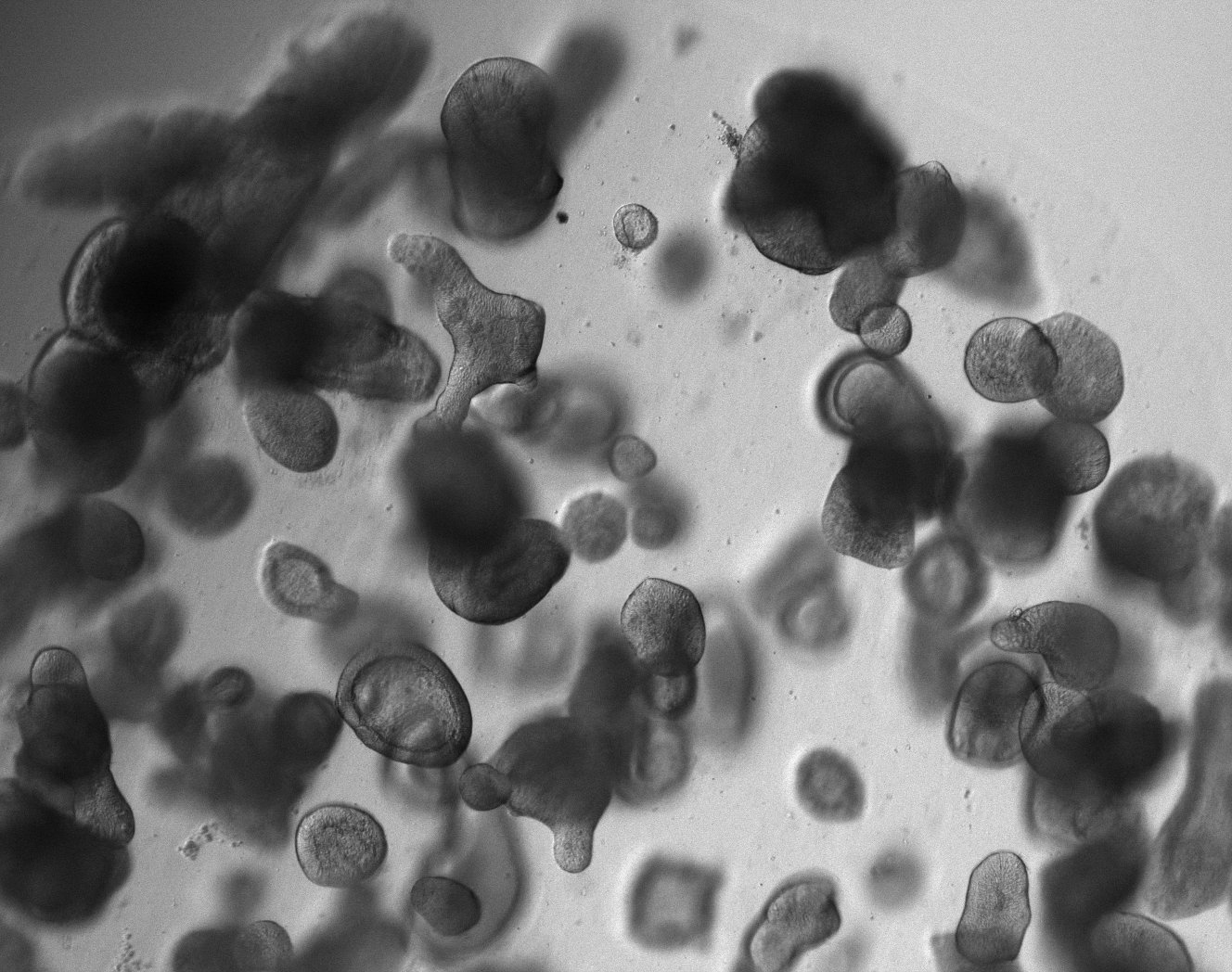 Intestinal cells change functions during their lives