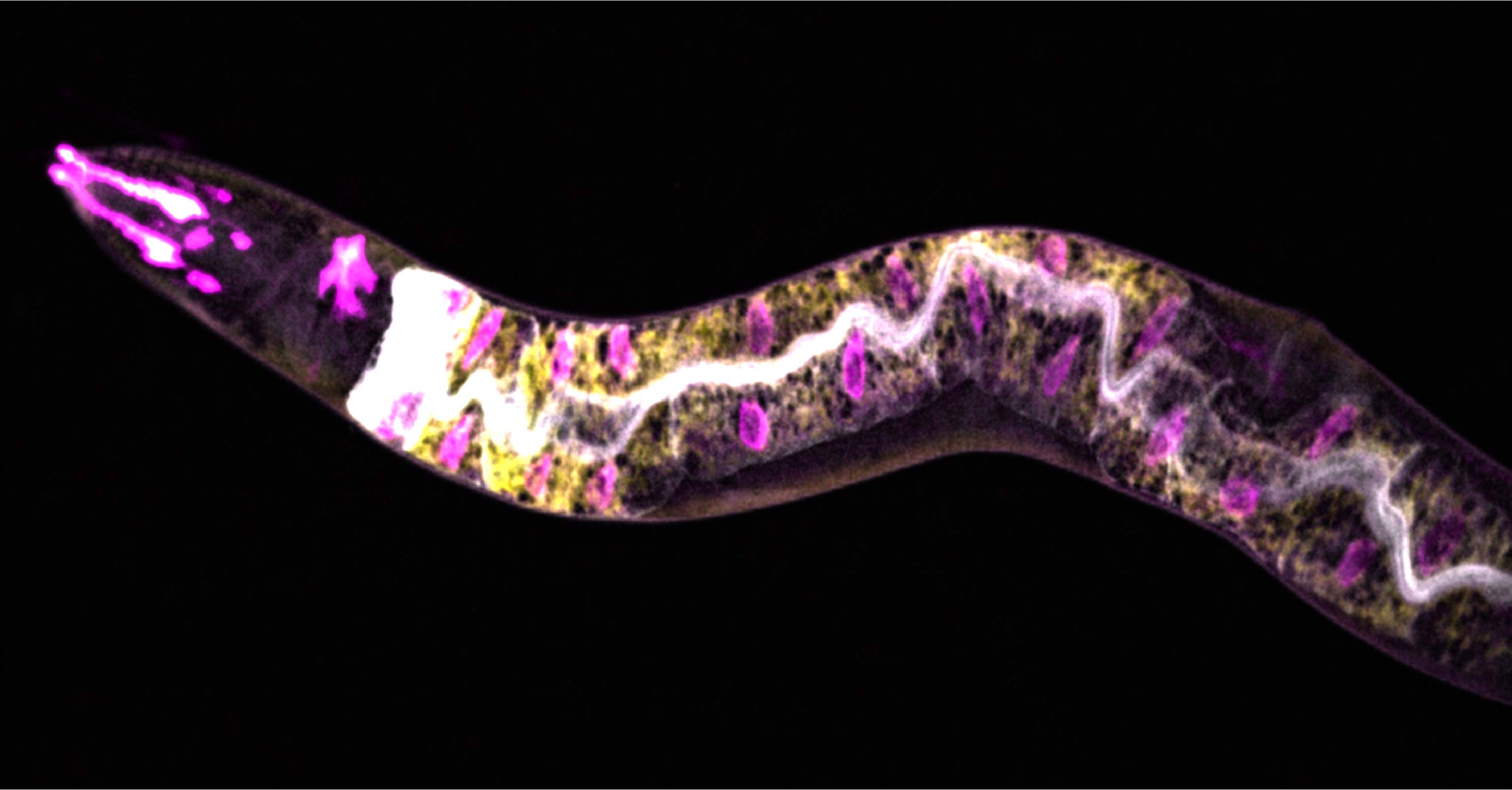 Cellen met meerdere kernen evolutionair gunstig voor rondwormen