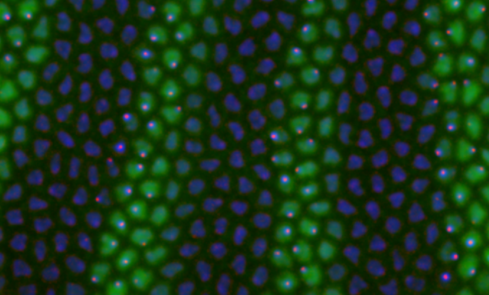 In time we trust: temporal genome regulation of fly embryogenesis