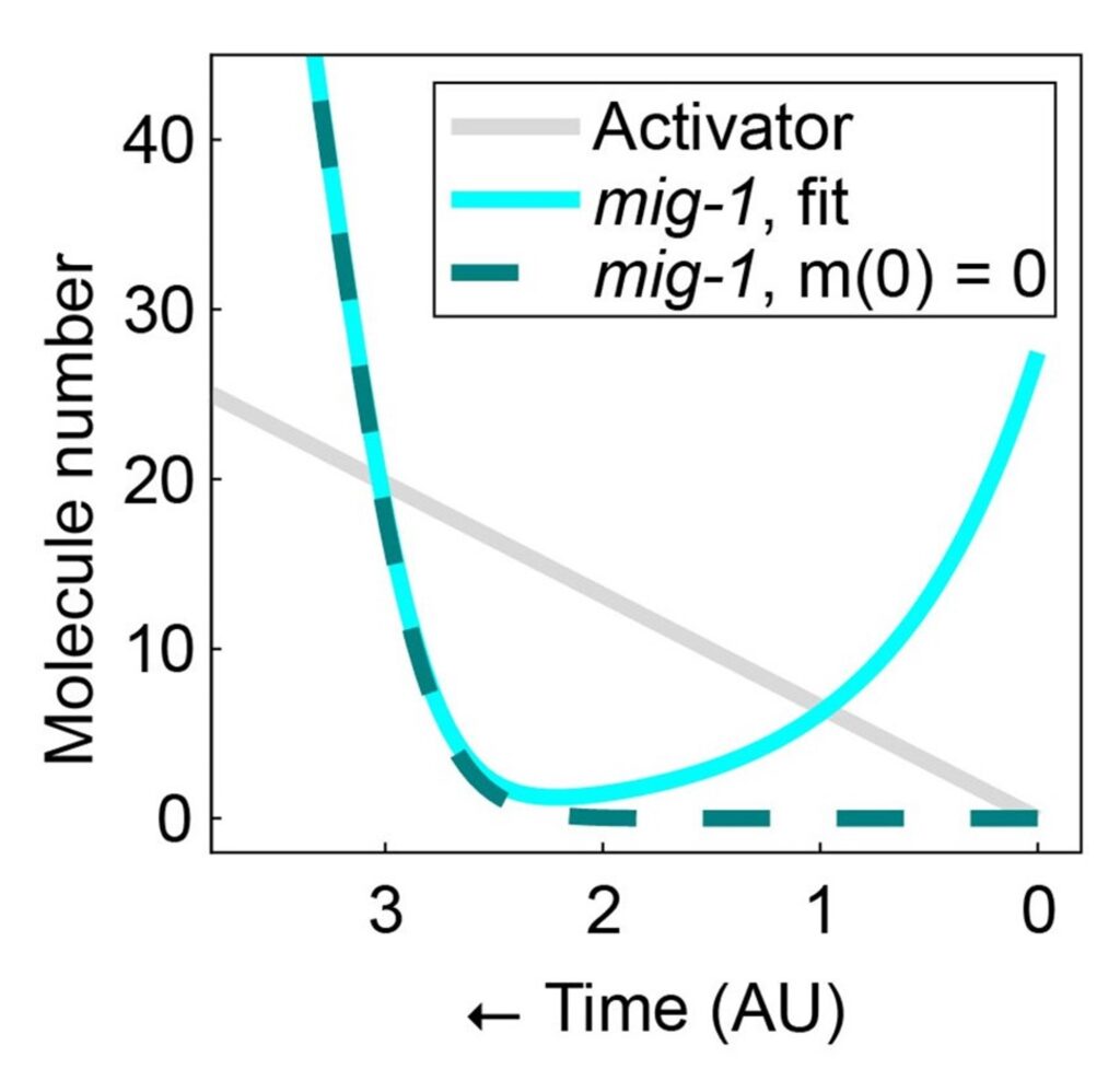 Roundworm research offers new insights into cellular clock