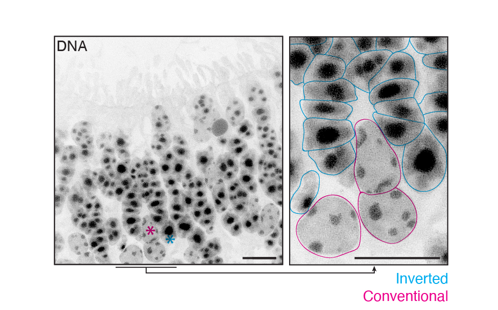 Veni-grant for Robin van der Weide - Hubrecht Institute
