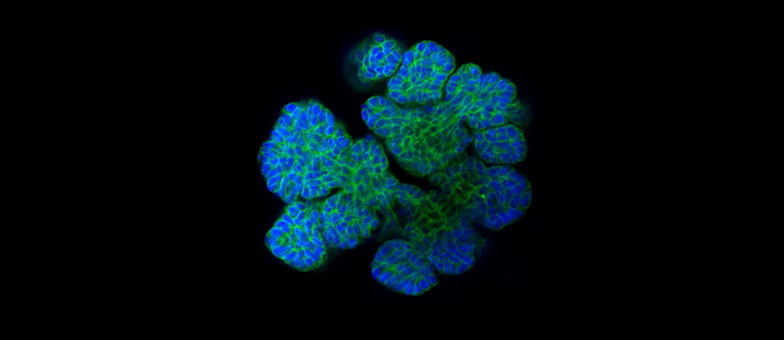 Scientists develop new organoid model to study thymus function