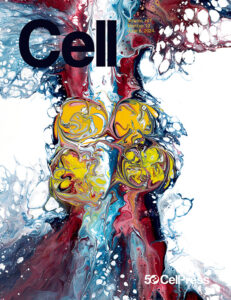 Onderzoek naar centromeerstructuur levert nieuwe inzichten op in de ...