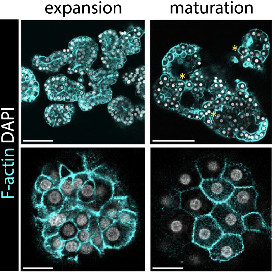 Mechanisms of liver cell growth uncovered