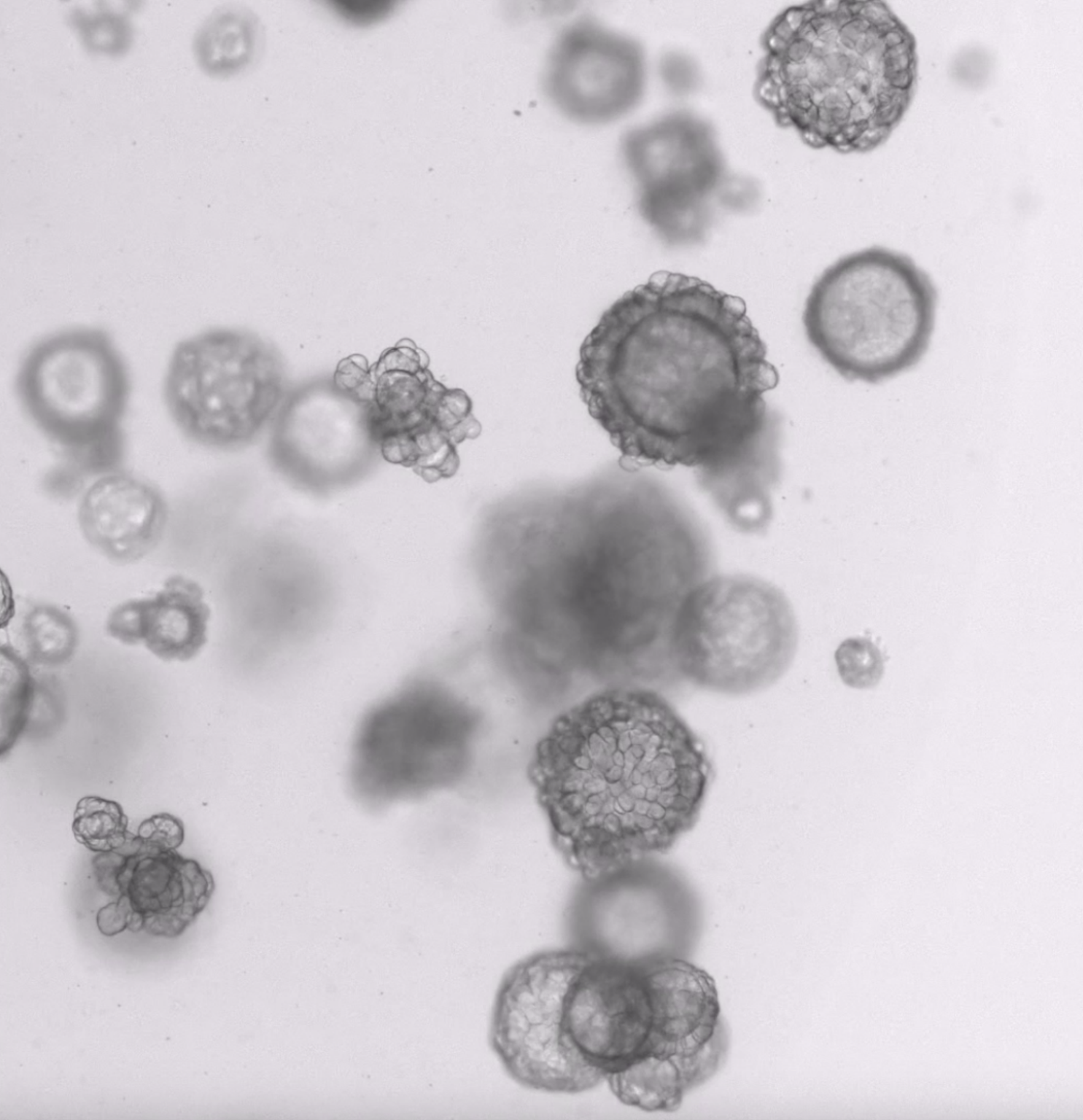 Mechanisms of liver cell growth uncovered