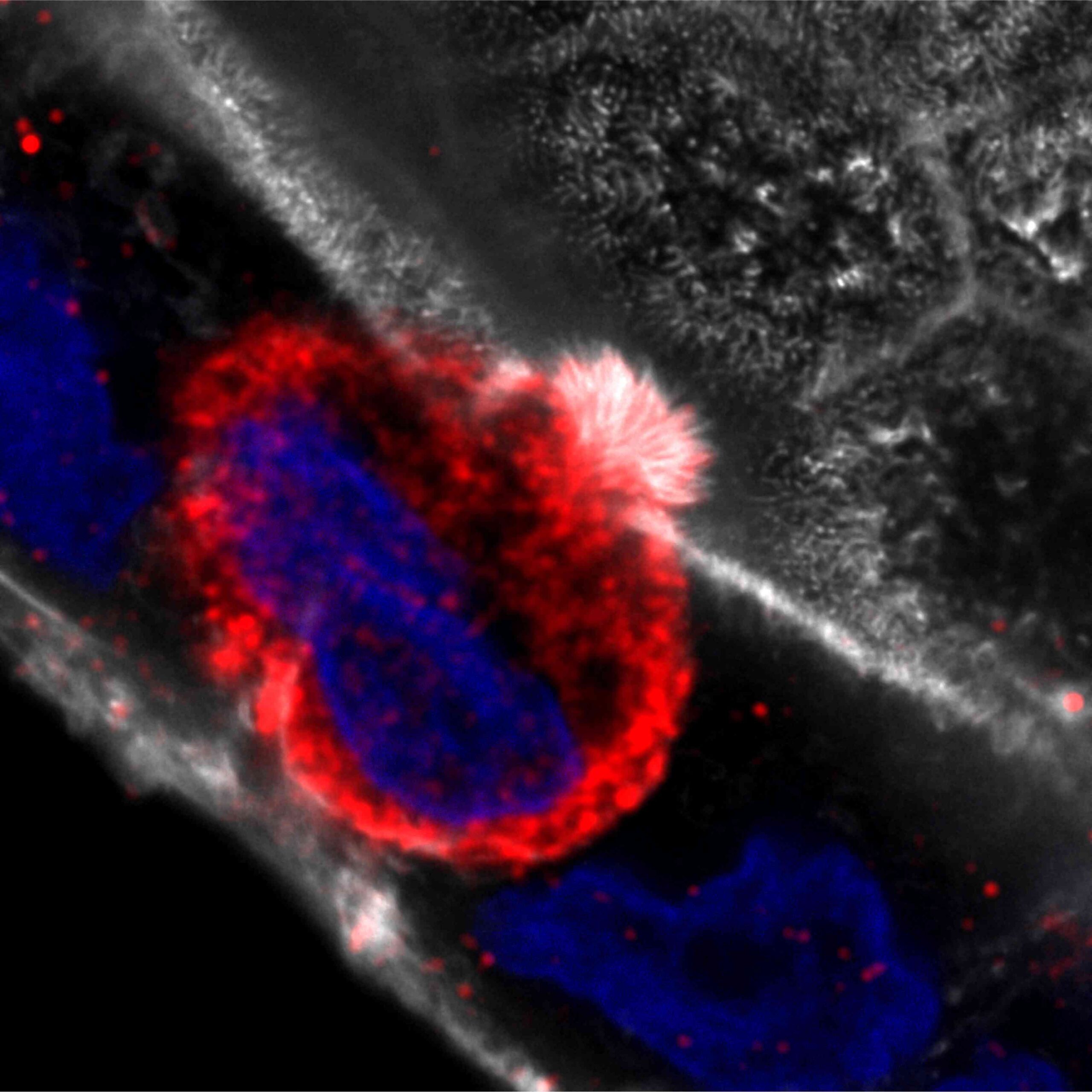 Tuft cells act as reserve stem cells after damage in the intestines
