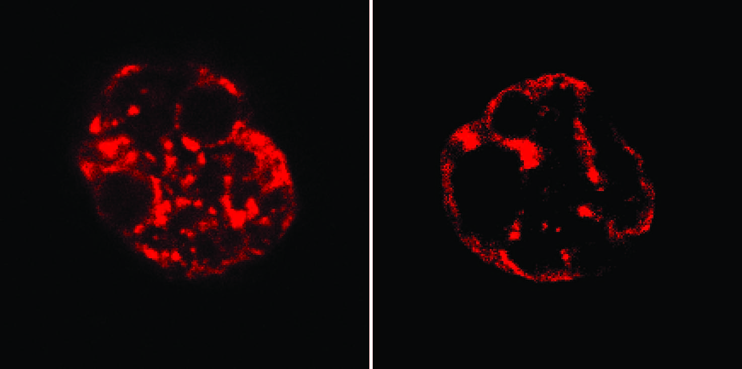 New insights into DNA organization during embryonic development ...