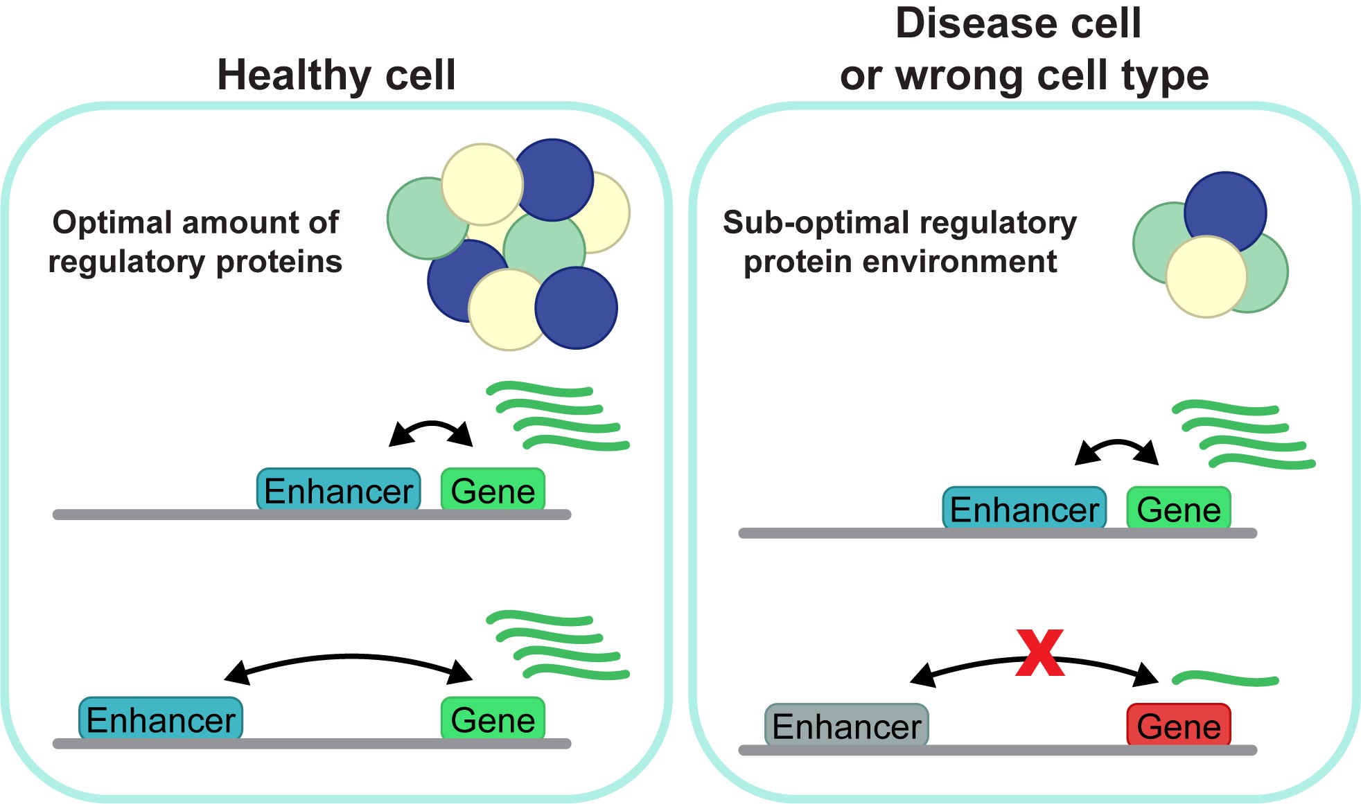 Long-range enhancers more sensitive to regulatory proteins than short ...