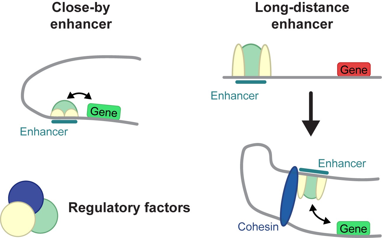 Long-range enhancers more sensitive to regulatory proteins than short ...