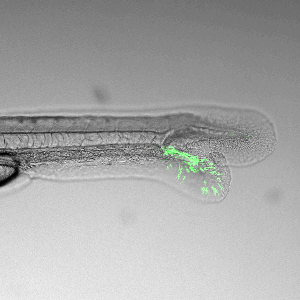Unexpected insights into zebrafish tail development